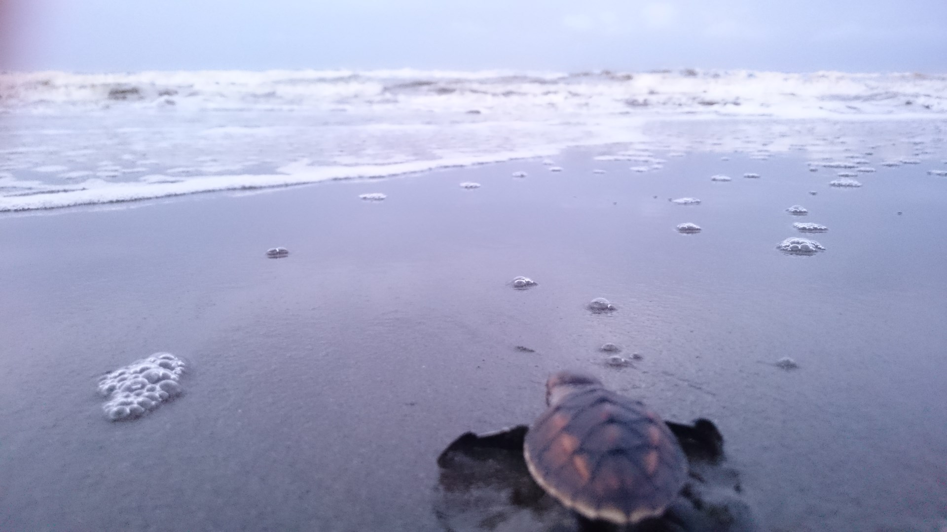 tortugas de pacuare Volunteers saving turtles in Costa Rica
